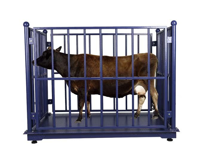 Animal Cow Weight Scale (ACWS-1020-2TF)-2000KG - Safestallbd