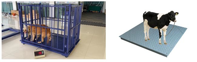 LCD Electronic Cattle Weighing Scales